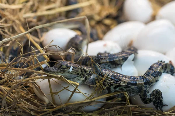 Huevos de cocodrilo fotos de stock, imágenes de Huevos de cocodrilo sin ...