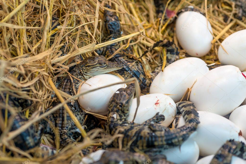 Cocodrilo bebé incubación huevos para incubar o nombre científico ...