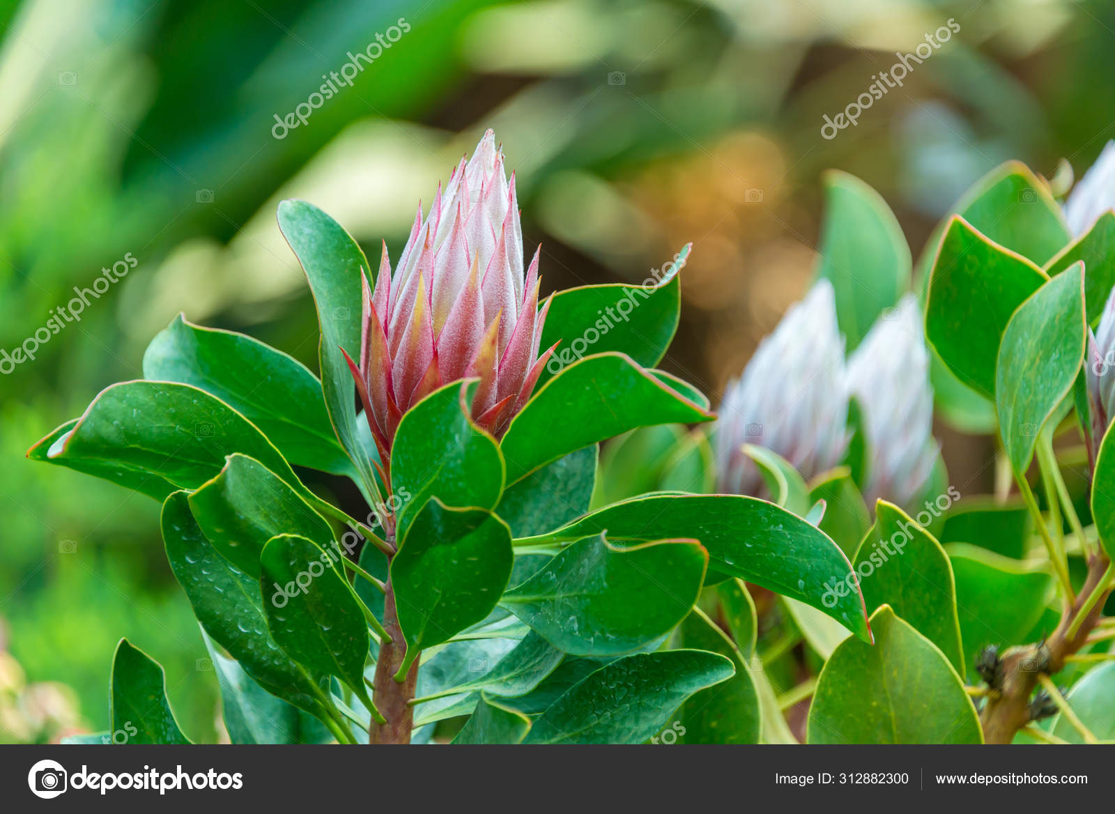 King Protea Bush