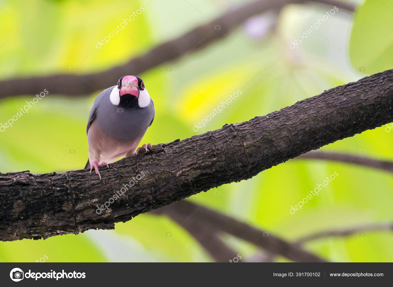 Beautiful Java Sparrow Bird Standing Rested Green Natural Branches Tree ...