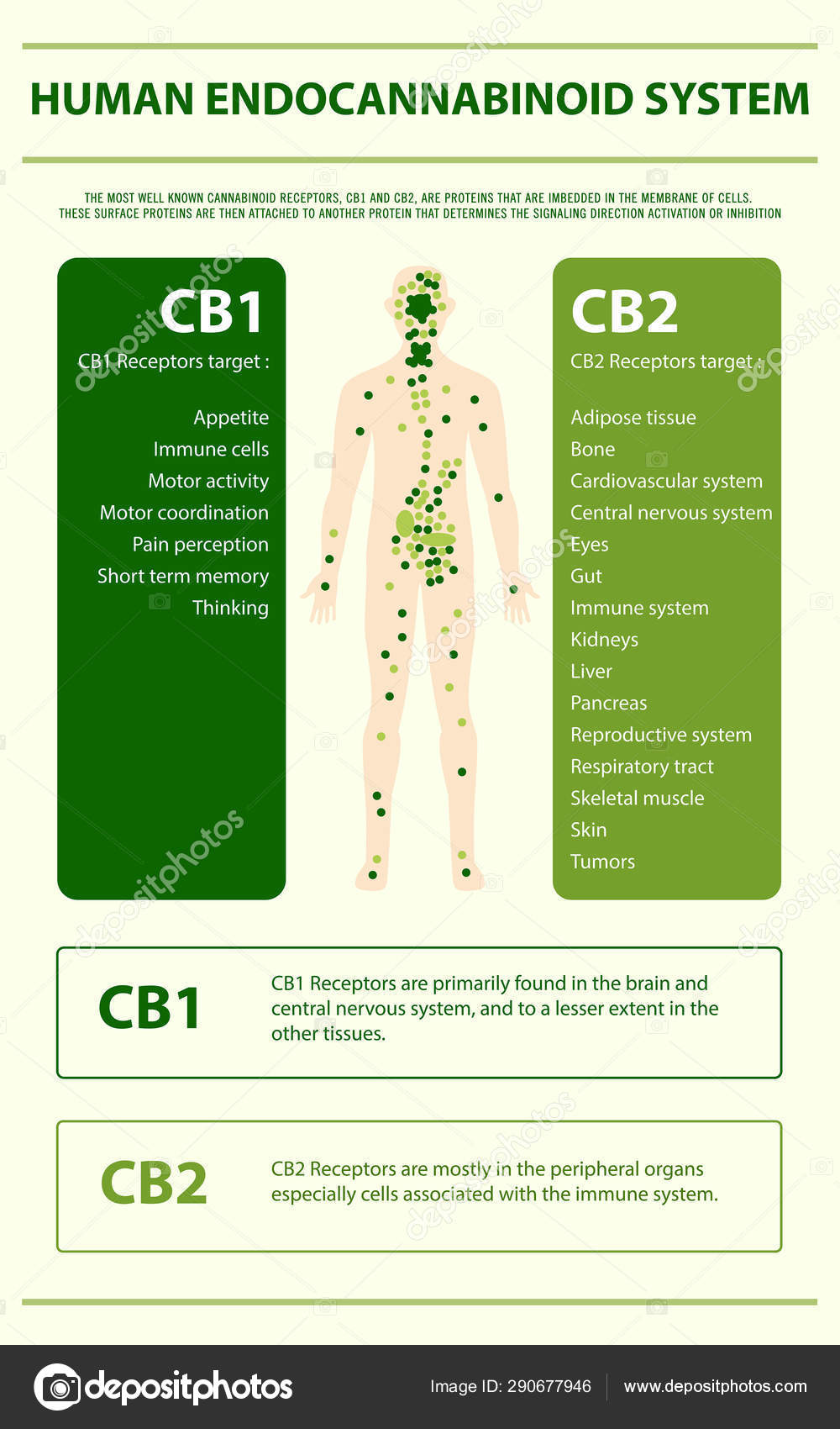 Human Cannabinoid System vertical infographic Stock Vector by ©About ...