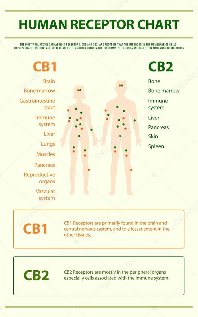 Infografía vertical de la Tabla de Receptores Humanos 2024
