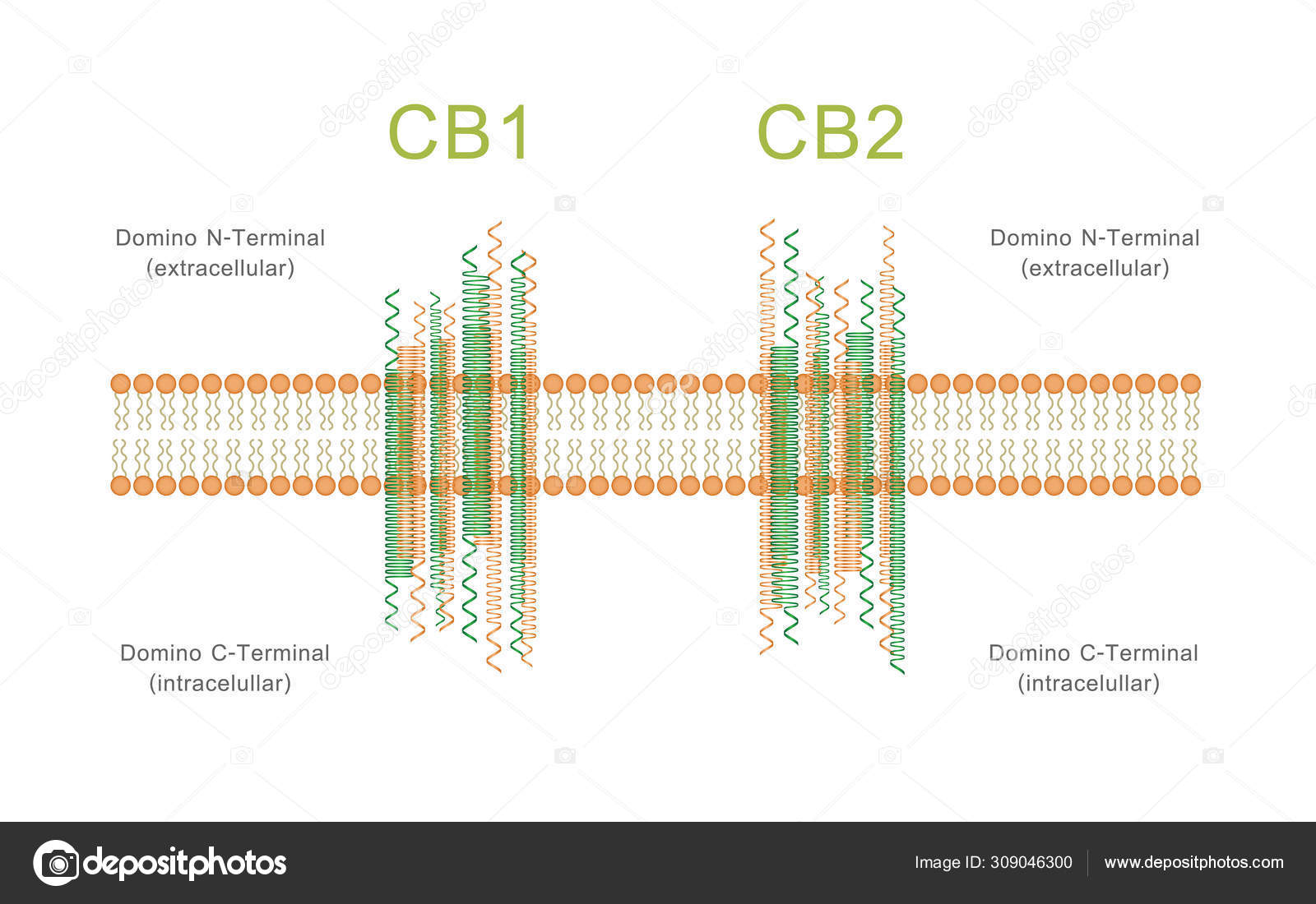 Estructura de los receptores cannabinoides CB1 y CB2 Vector de stock ...