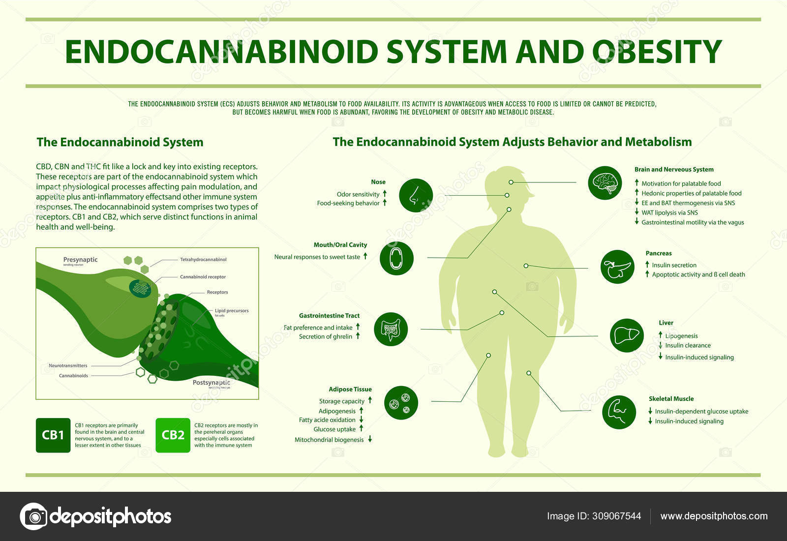 Endocannabinoid System and Obesity horizontal infographic Stock Vector ...