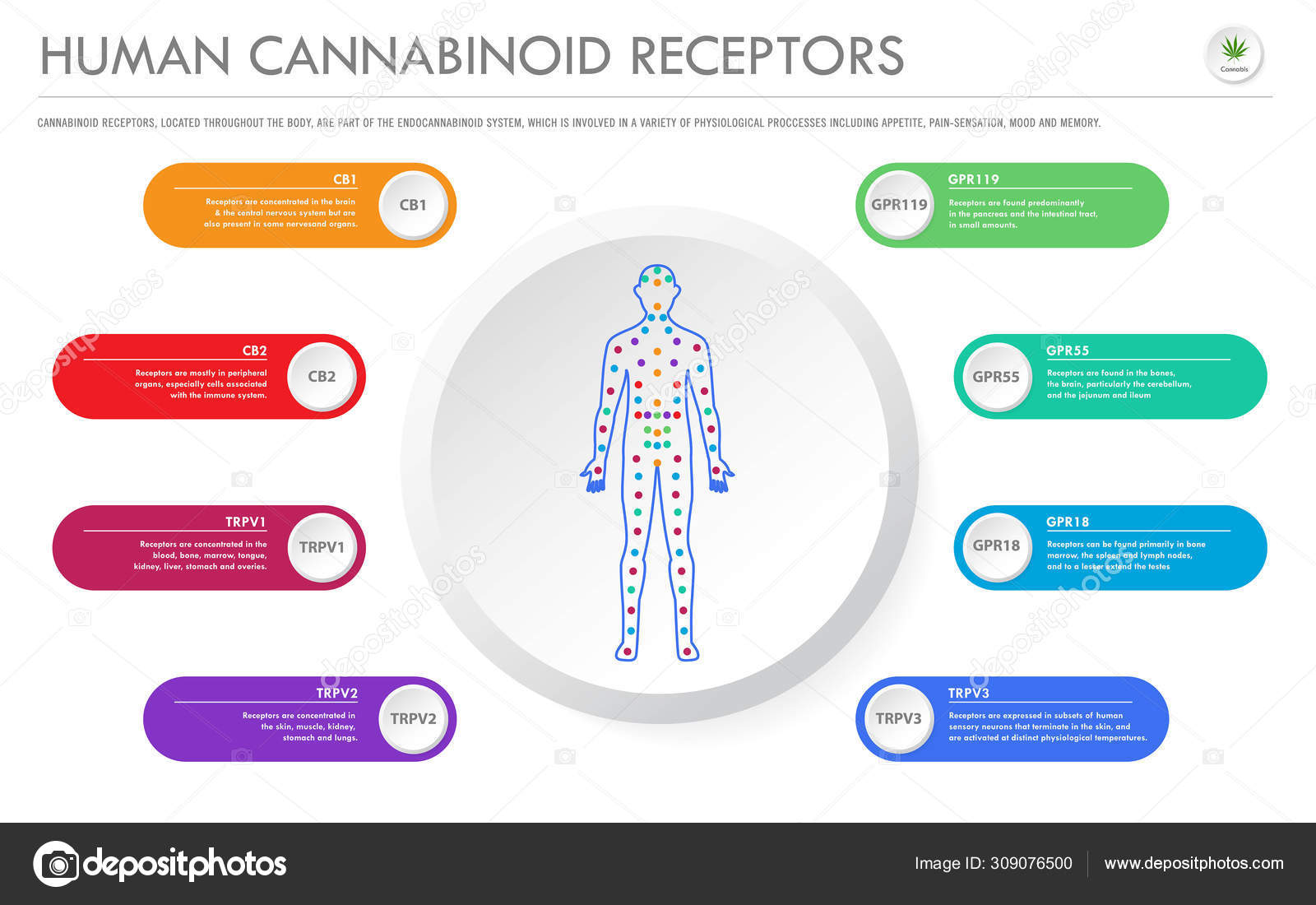 Human Cannabinoid Receptors horizontal business infographic Stock ...