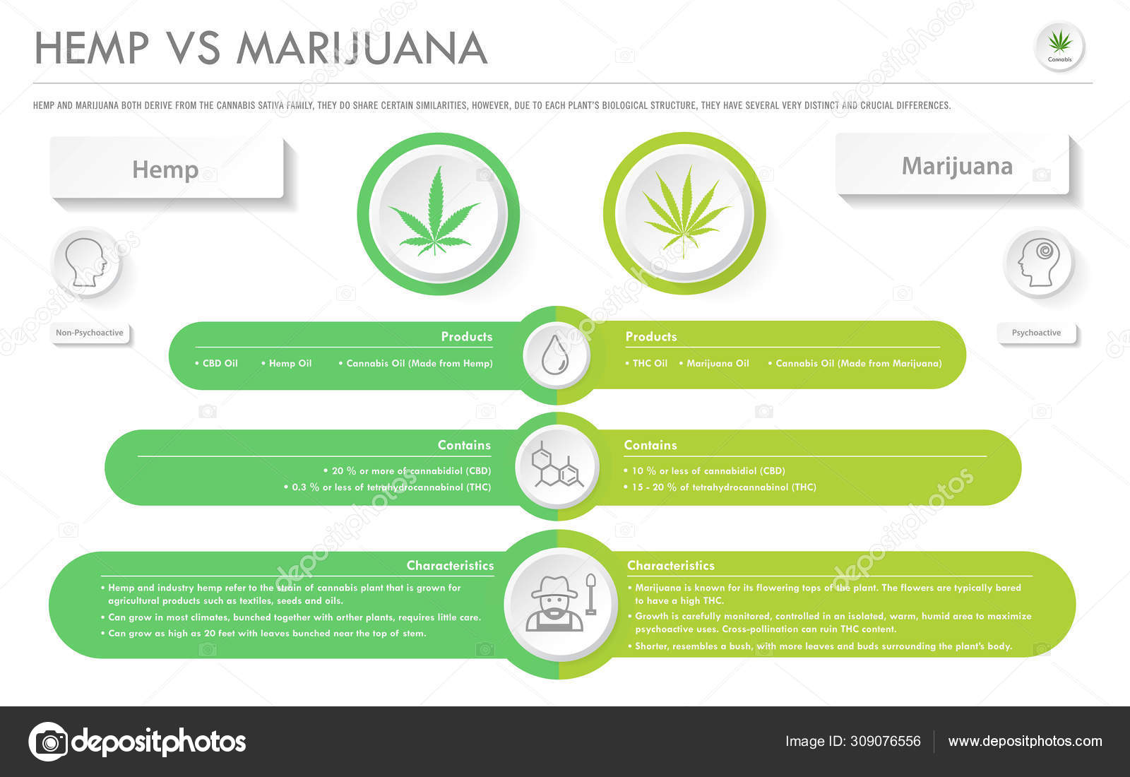 Hemp vs Marijuana horizontal business infographic Stock Vector Image by ...