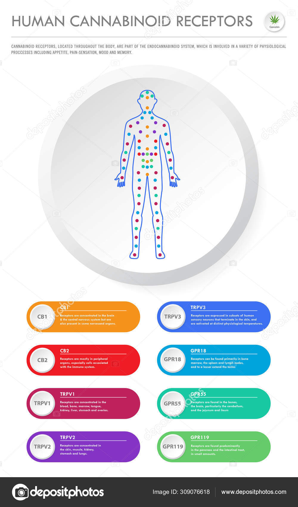 Human Cannabinoid Receptors vertical business infographic Stock Vector ...