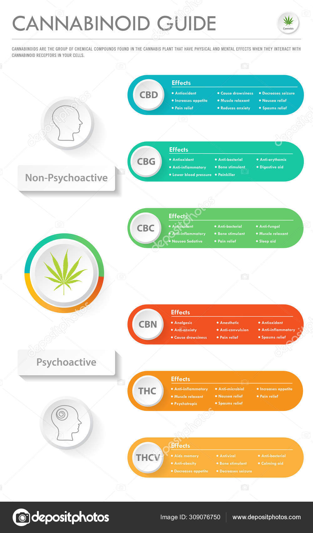 Cannabinoid Guide vertical business infographic Stock Vector Image by ...