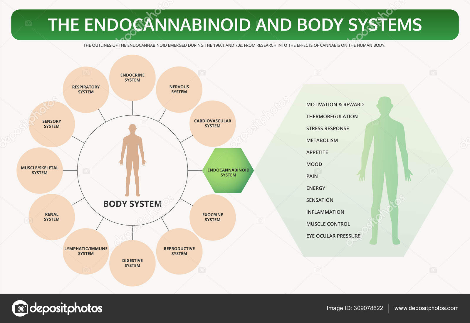 Endocannabinoid and Body Systems horizontal textbook infographic Stock ...