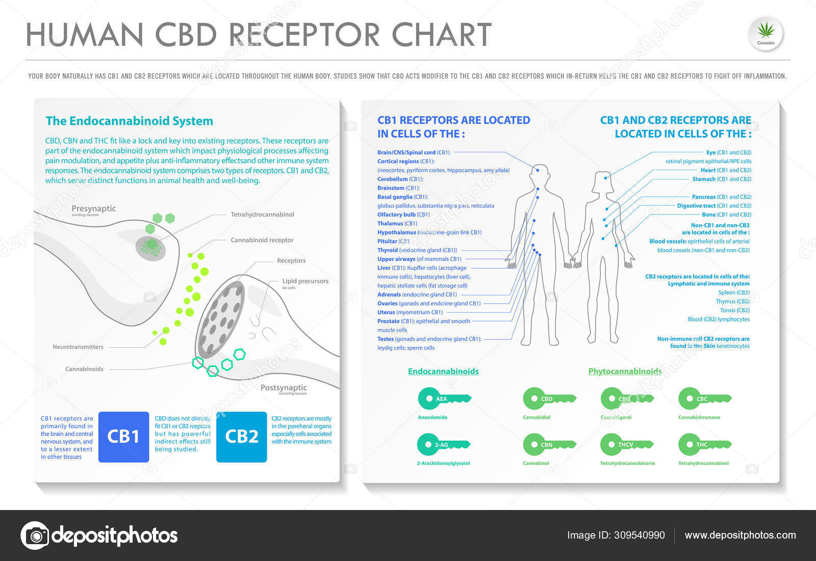 Human CBD Receptor chart horizontal business infographic Stock Vector ...