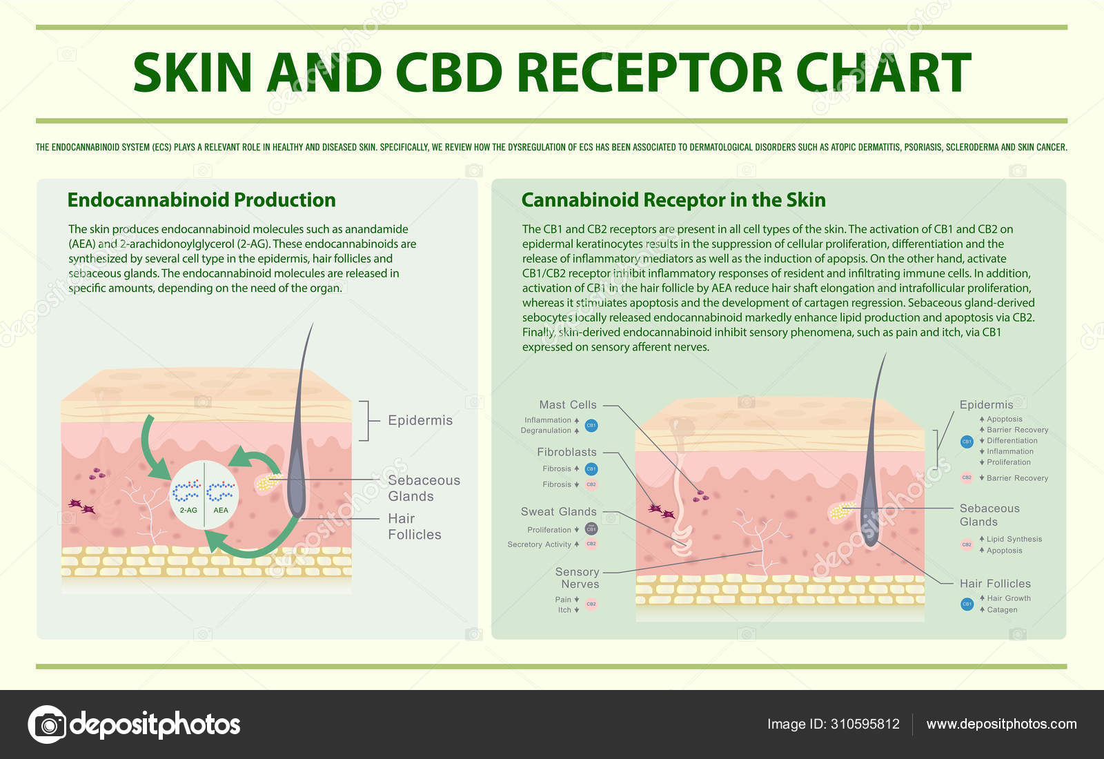 Skin and CBD Receptor Chart horizontal infographic Stock Vector by ...