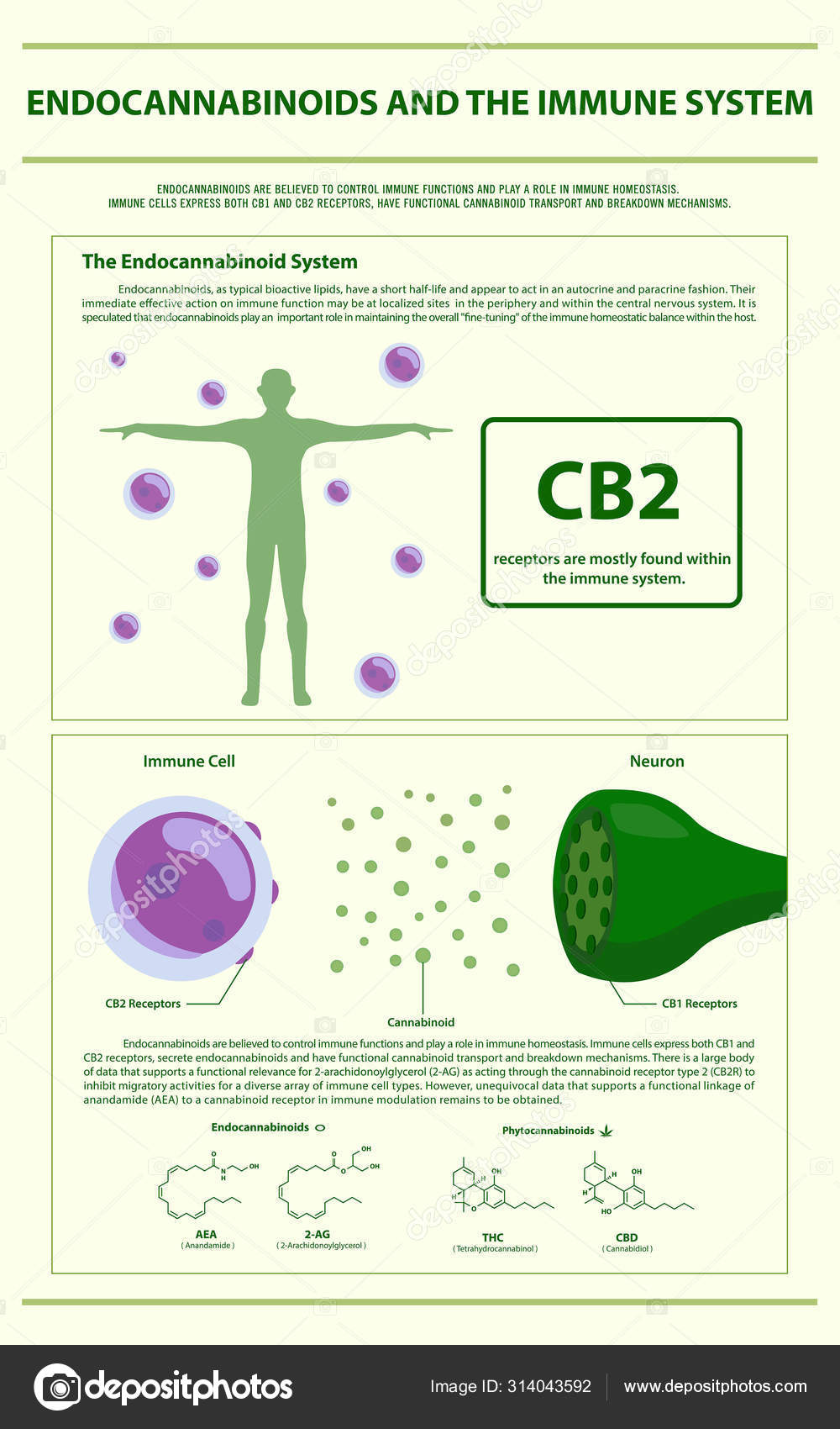 Infografía vertical de los endocannabinoides y del sistema inmunitario ...