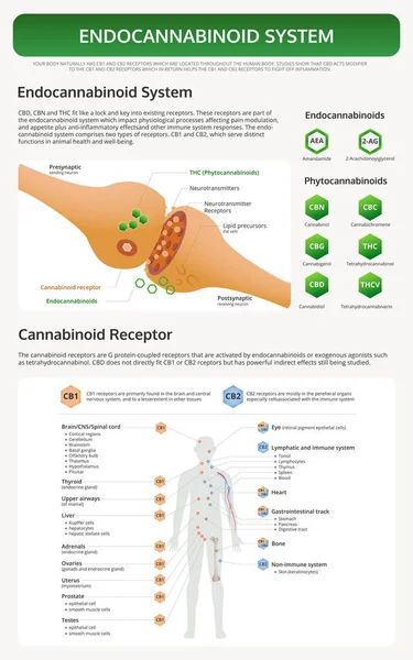 Endocannabinoid and Body Systems horizontal textbook infographic Stock ...