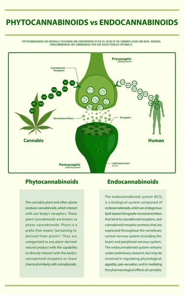 Endocannabinoids and the Immune System horizontal textbook infographic ...