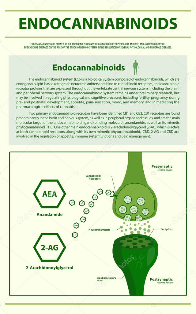Infografía vertical de endocannabinoides 2024