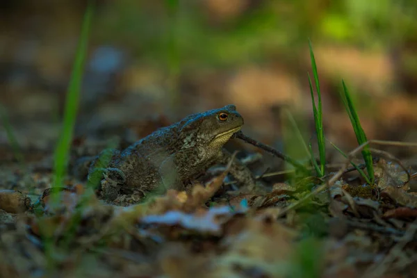 Houtkikker Stock Photos, Royalty Free Houtkikker Images | Depositphotos