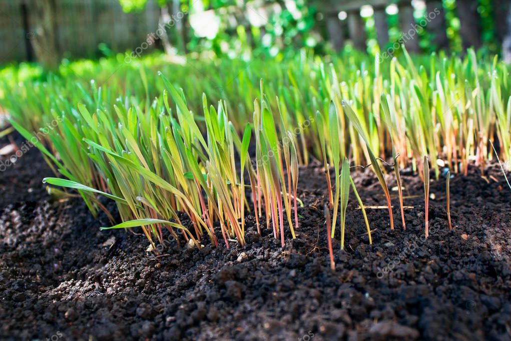 brotes de centeno verde joven con gotas de rocío soleado en las tierras ...