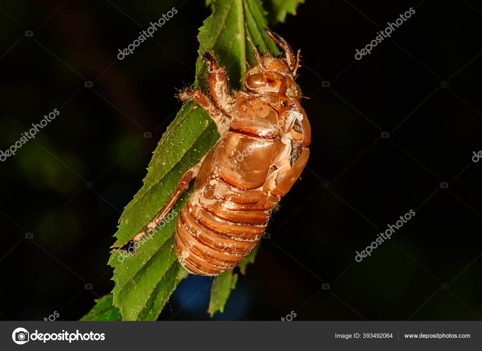 Abandoned Cicada Shell Image Insect Shell Exoskeleton — Stock Photo ...