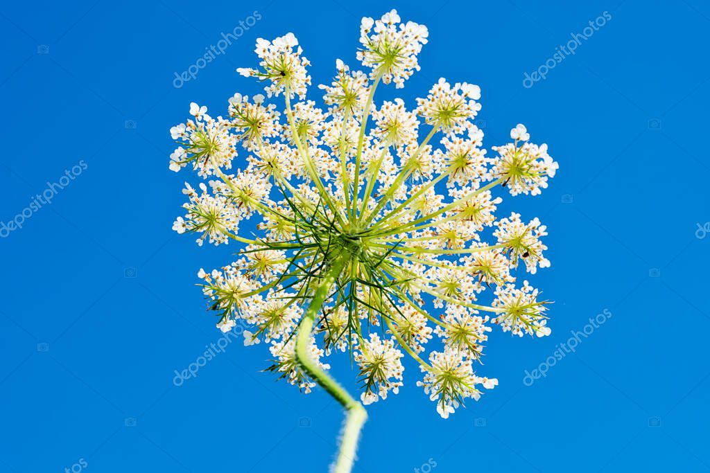 Conium maculatum, la cicuta o cicuta venenosa. Pequeña inflorescencia ...