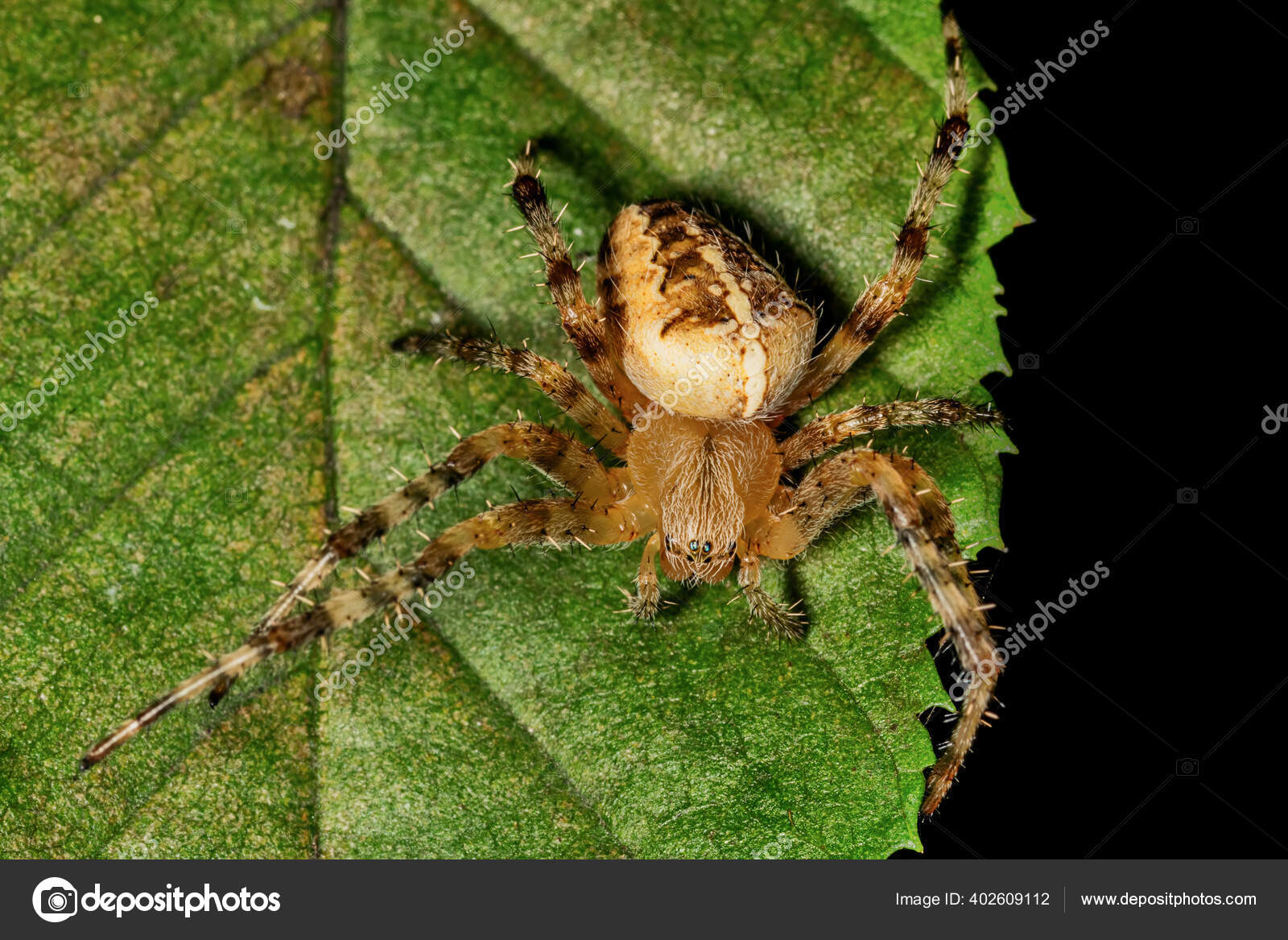 Spider Leaf Garden Cross Spider Araneus Diadematus — Stock Photo ...