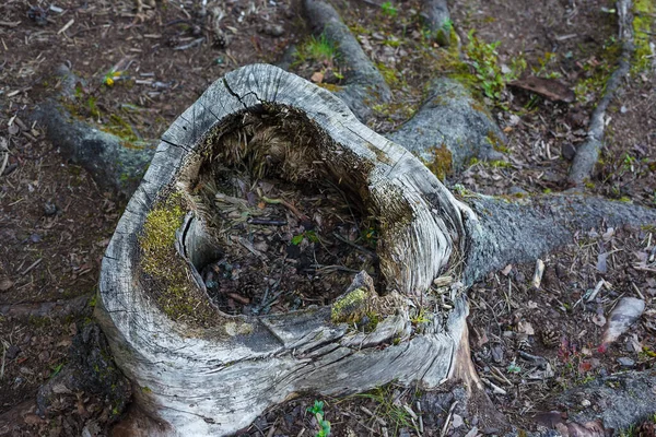 Tree split Stock Photos, Royalty Free Tree split Images | Depositphotos