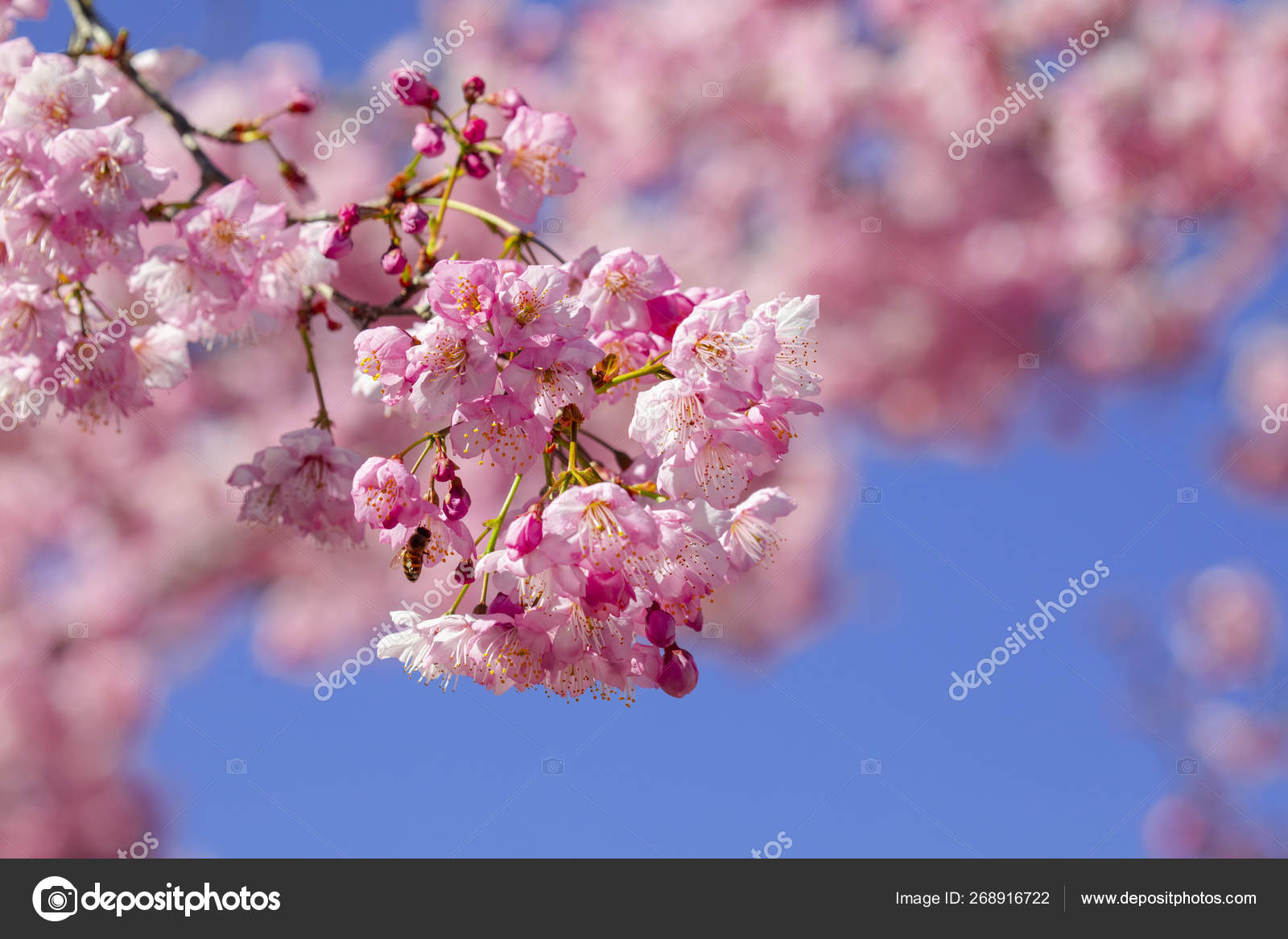 Taiwan Cherry Blossom Season Wuling Farm Thousand Cherry Garden ...