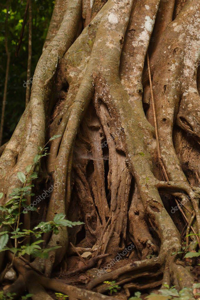 Textura natural y fondo. Raíces sinuosas y tronco masivo de un árbol ...