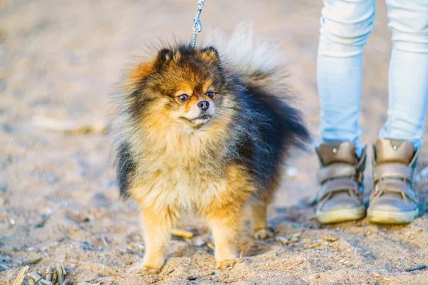 Pequeño Hermoso Cachorro Spitz Sienta Sobre Fondo Arena Playa Divertido ...