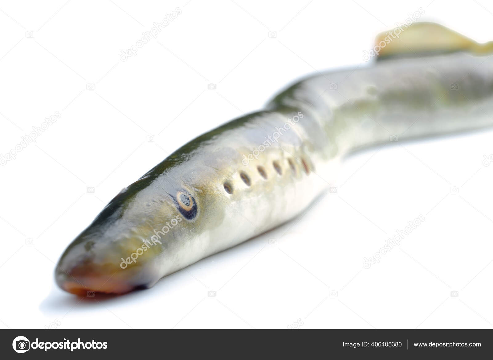 River Monsters Vampire Eel