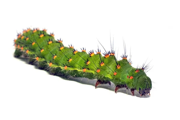 Fake caterpillar Stock Photos, Royalty Free Fake caterpillar Images ...