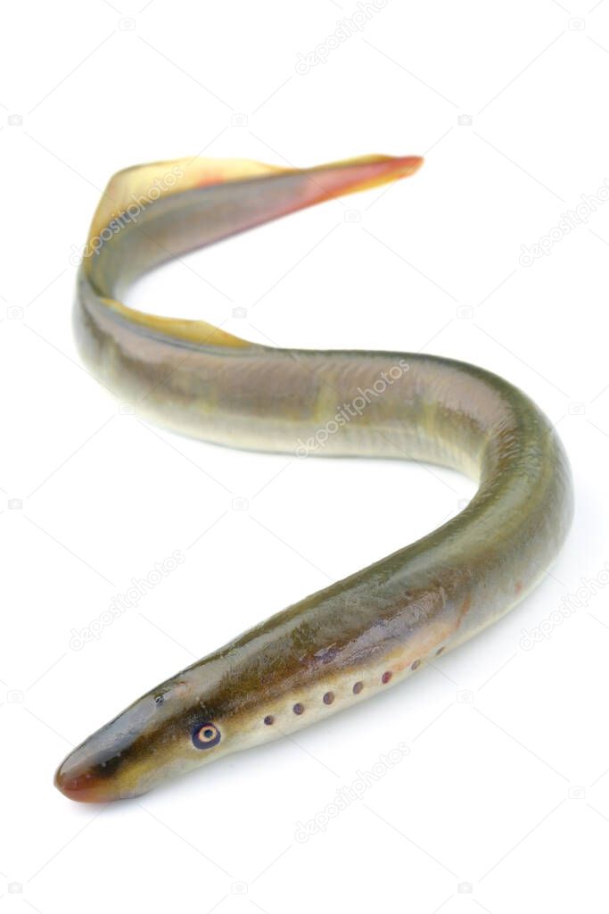 lamprea de río, aislada sobre un fondo blanco, una especie de pez ...