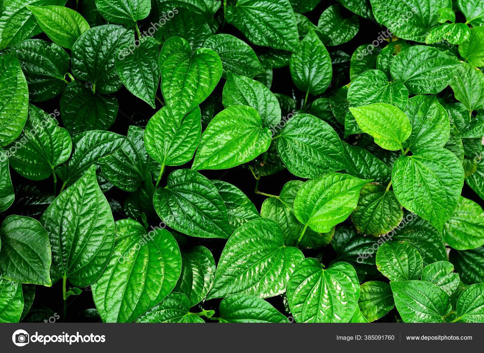 Beautiful Green Betel Leaves Texture Background Stock Photo by ©sema ...