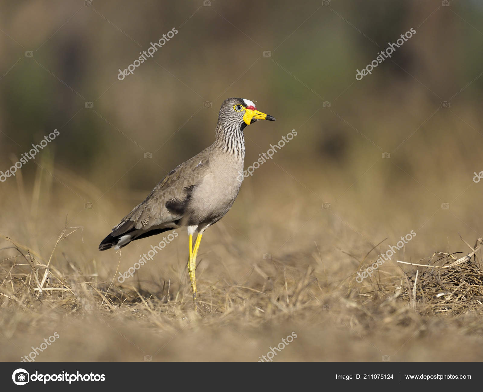 African Wattled Plover Vanellus Senegallus Single Bird Ground Uganda ...
