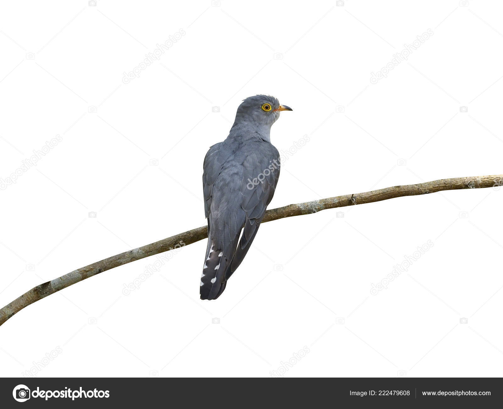 Cuco Africano Cuculus Gularis Pájaro Rama Uganda Agosto 2018 — Foto de ...