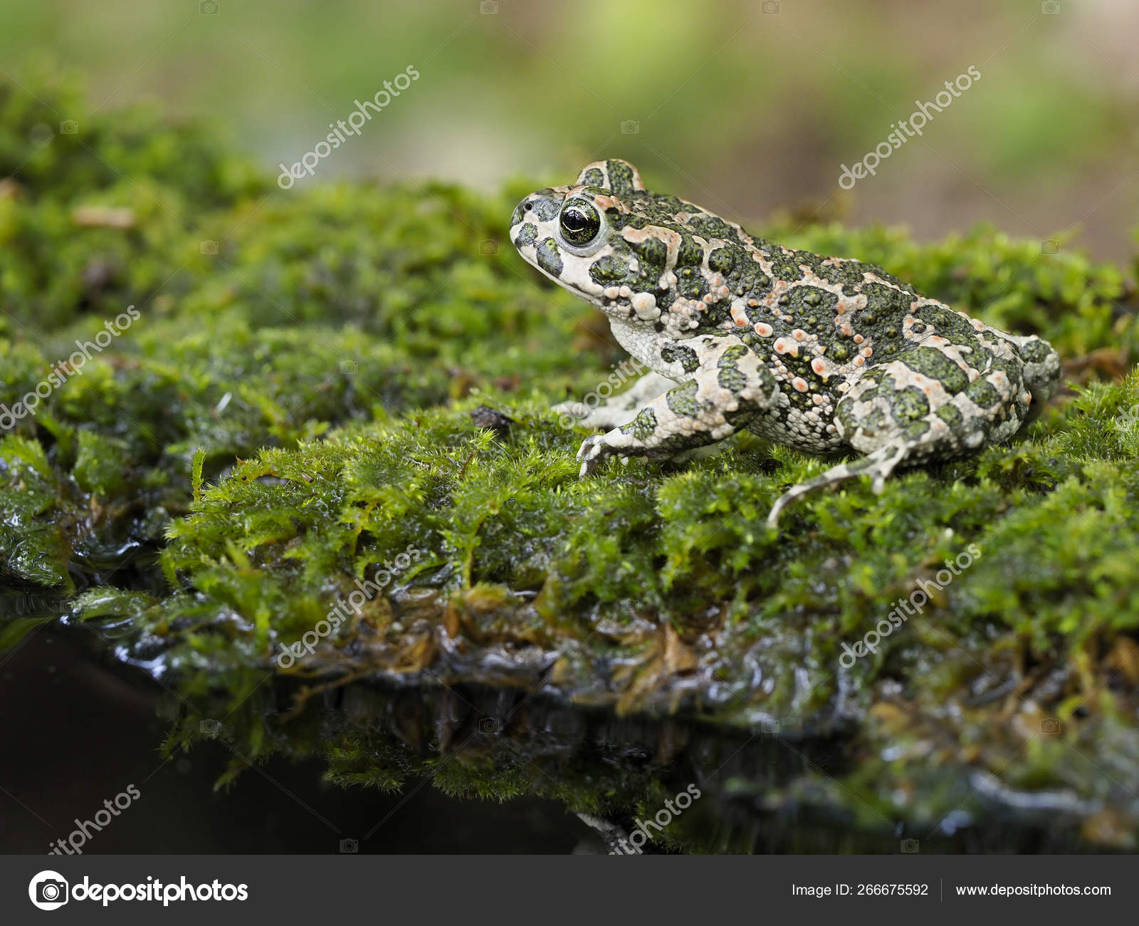 European Green Toad - Asesores