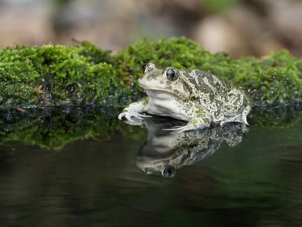 Norsk frosk Stock Photos, Royalty Free Norsk frosk Images | Depositphotos