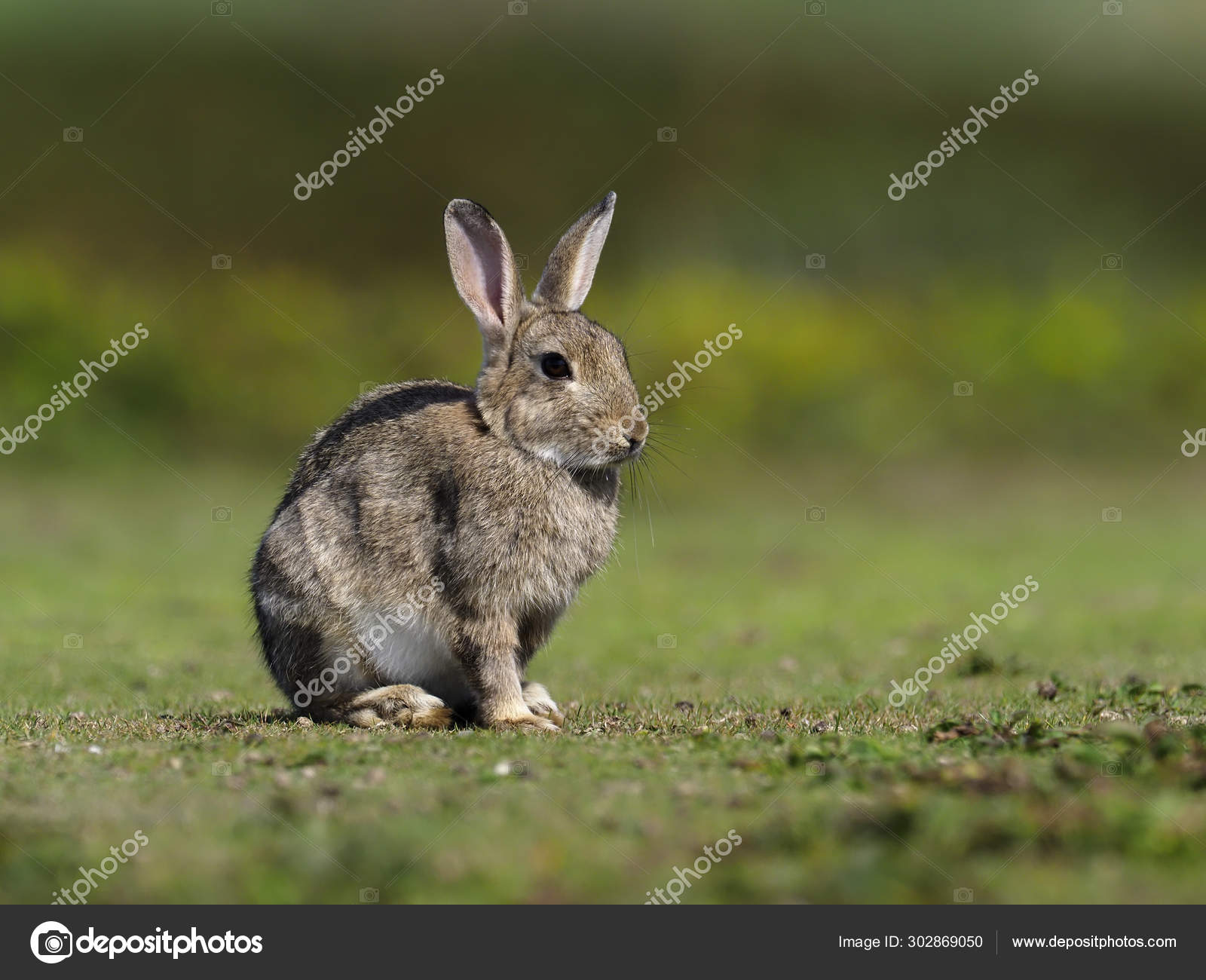 Rabbit, Oryctolagus cuniculus, ⬇ Stock Photo, Image by © mikelane45 ...
