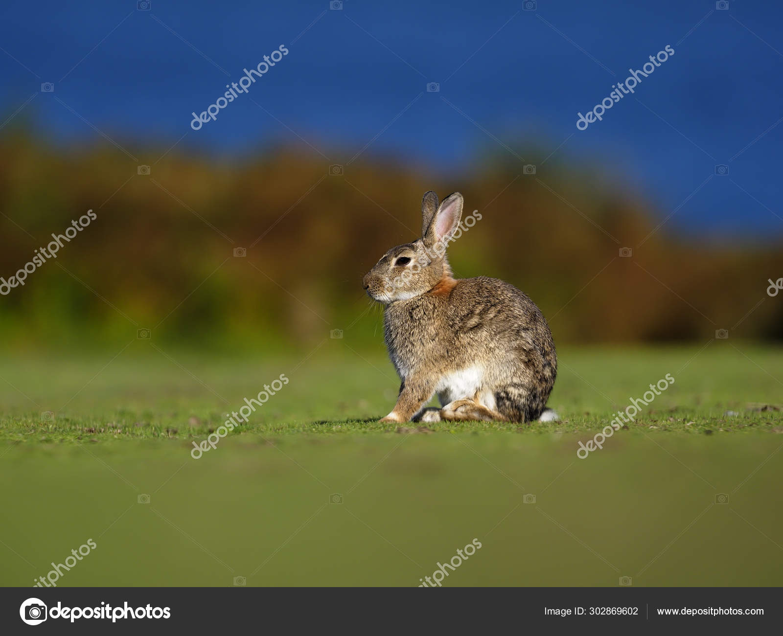 Rabbit, Oryctolagus cuniculus, ⬇ Stock Photo, Image by © mikelane45 ...