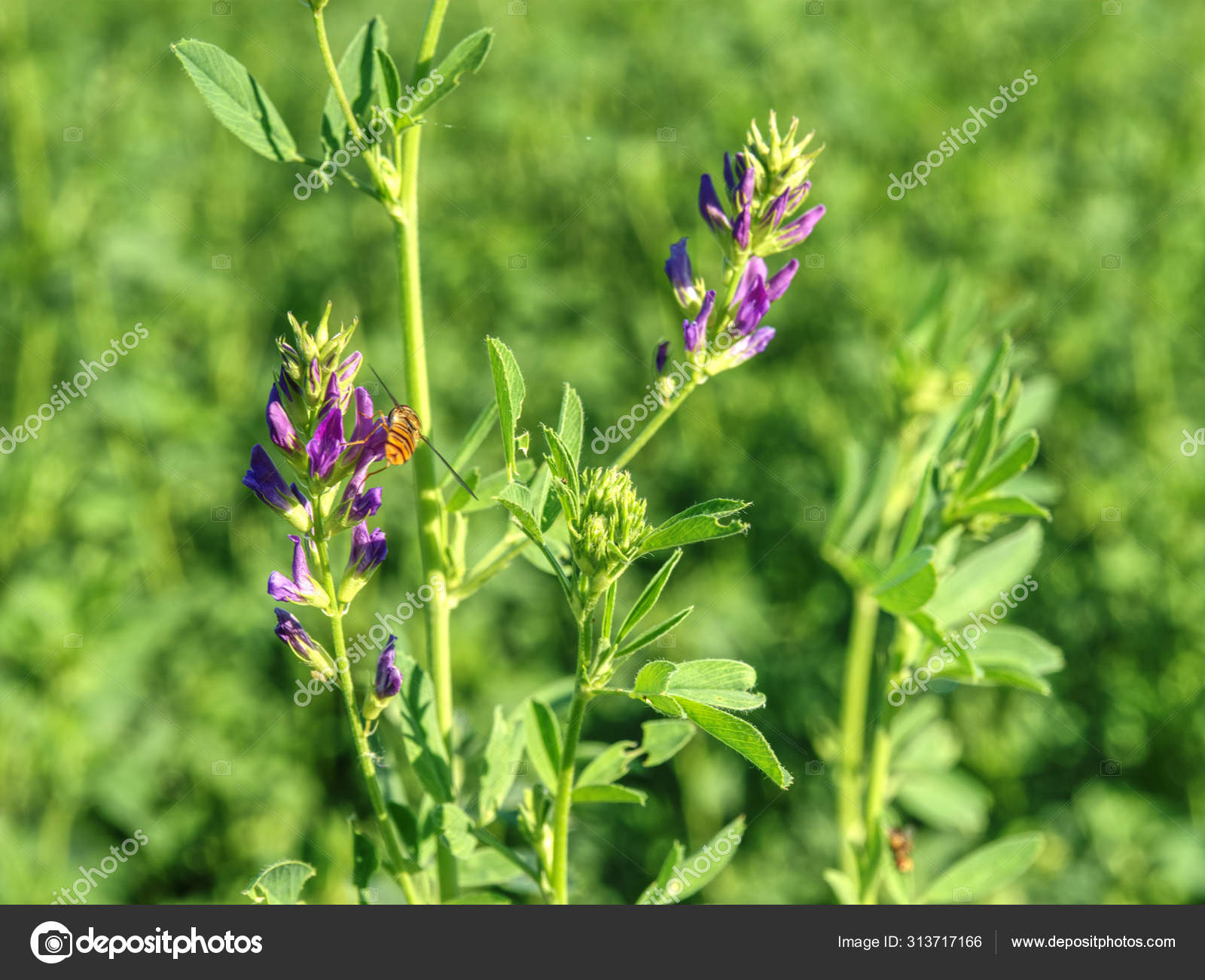 Young Alfalfa Plant