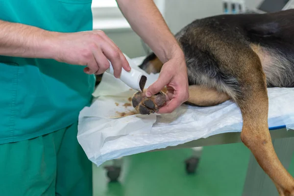 Animal intubation Stock Photos, Royalty Free Animal intubation Images ...