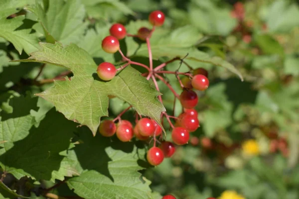 Bunch of viburnum berries illuminated by the sun in the garden. - Stock ...