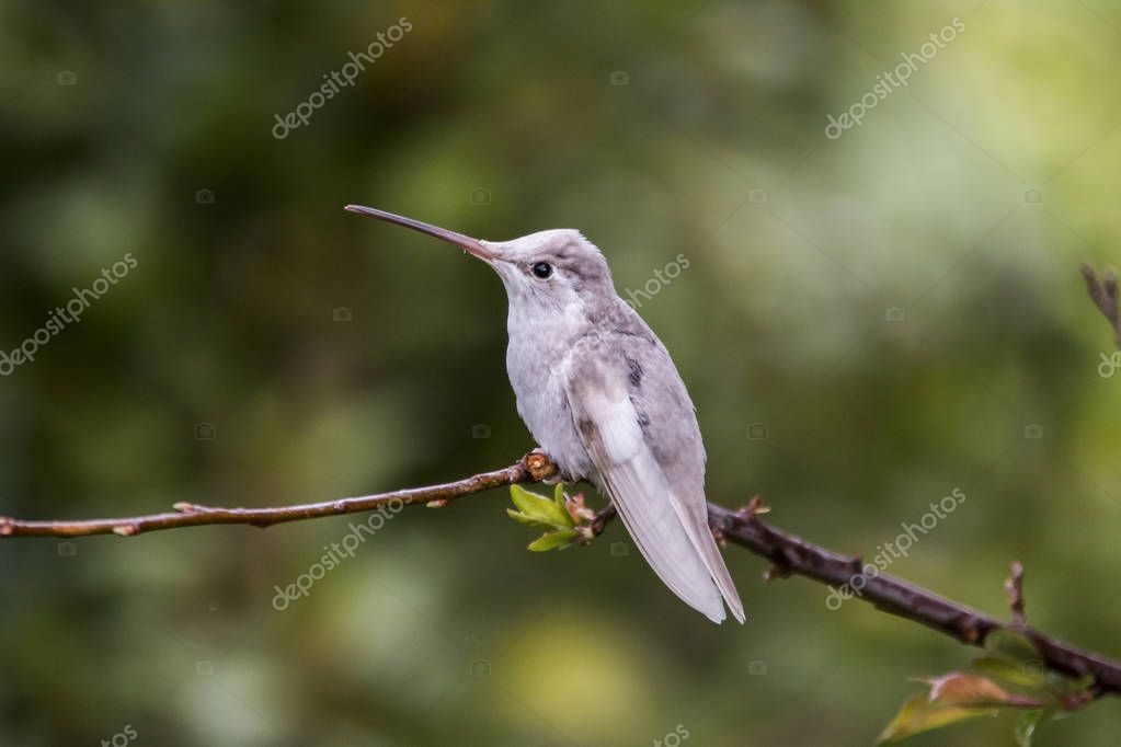 Colibrí Magnífico Leucista Blanco Raro (Eugenes spectabilis) San ...