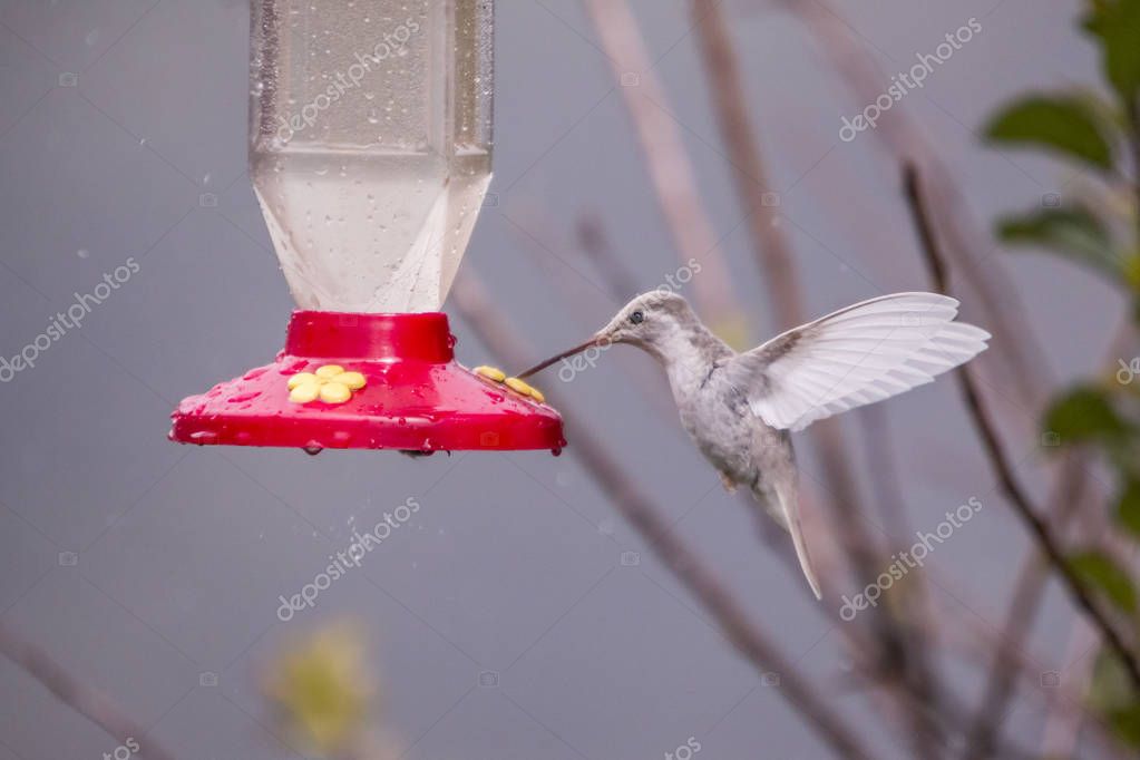 Colibrí Magnífico Leucista Blanco Raro (Eugenes spectabilis) San ...