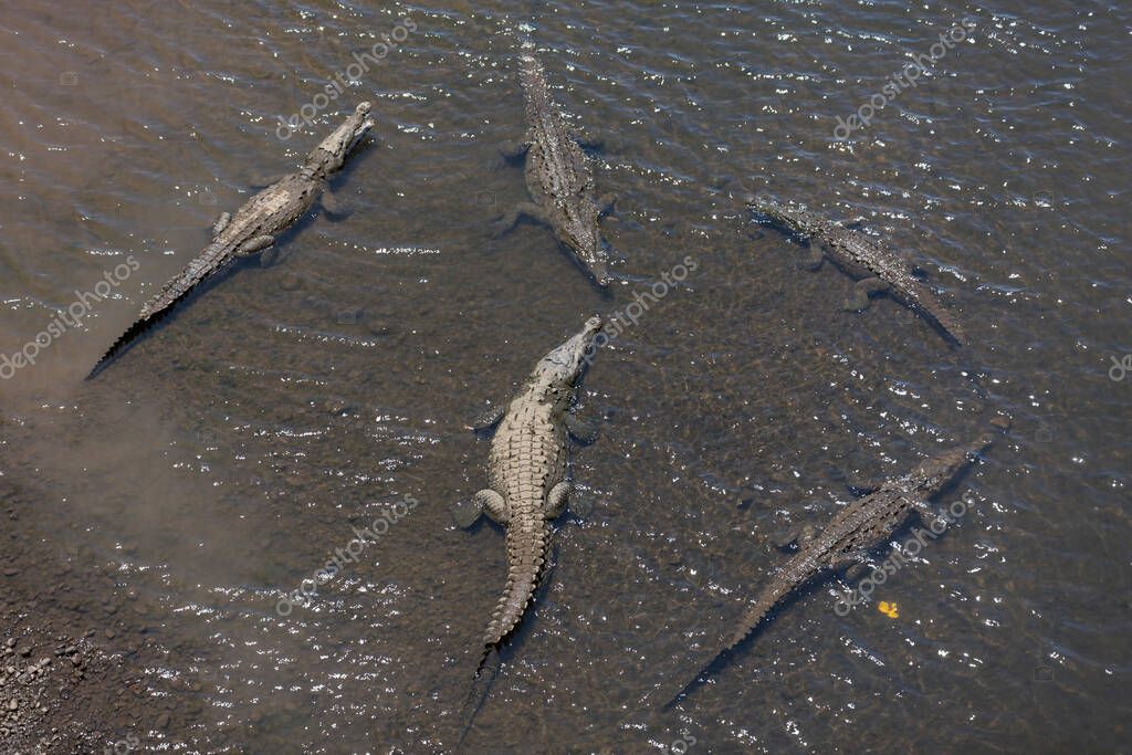 Cocodrilos americanos, Crocodylus acutus, animales en el río. Escena de ...