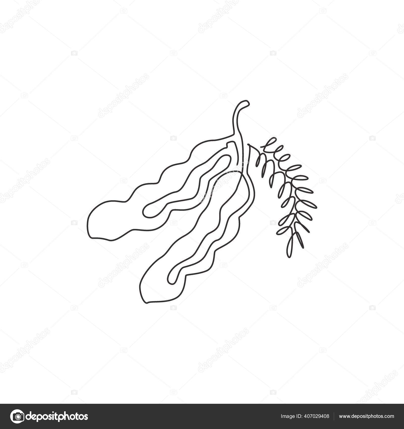 Tamarind Line Drawing