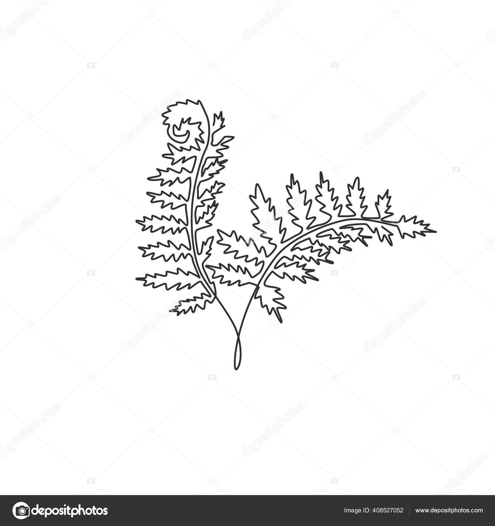 Ferns Plants Drawings