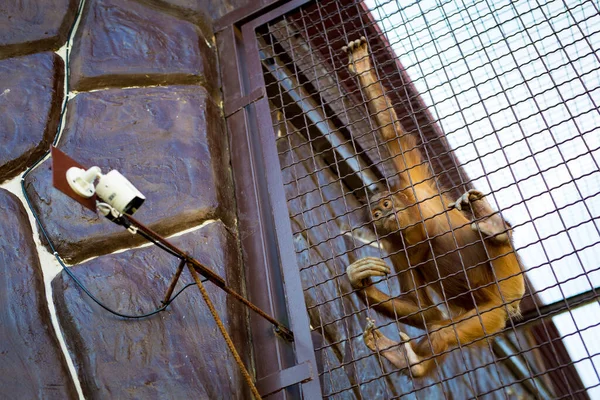 Chimpanzee Tries Reach Break Security Camera While Hanging Grate Cage ...