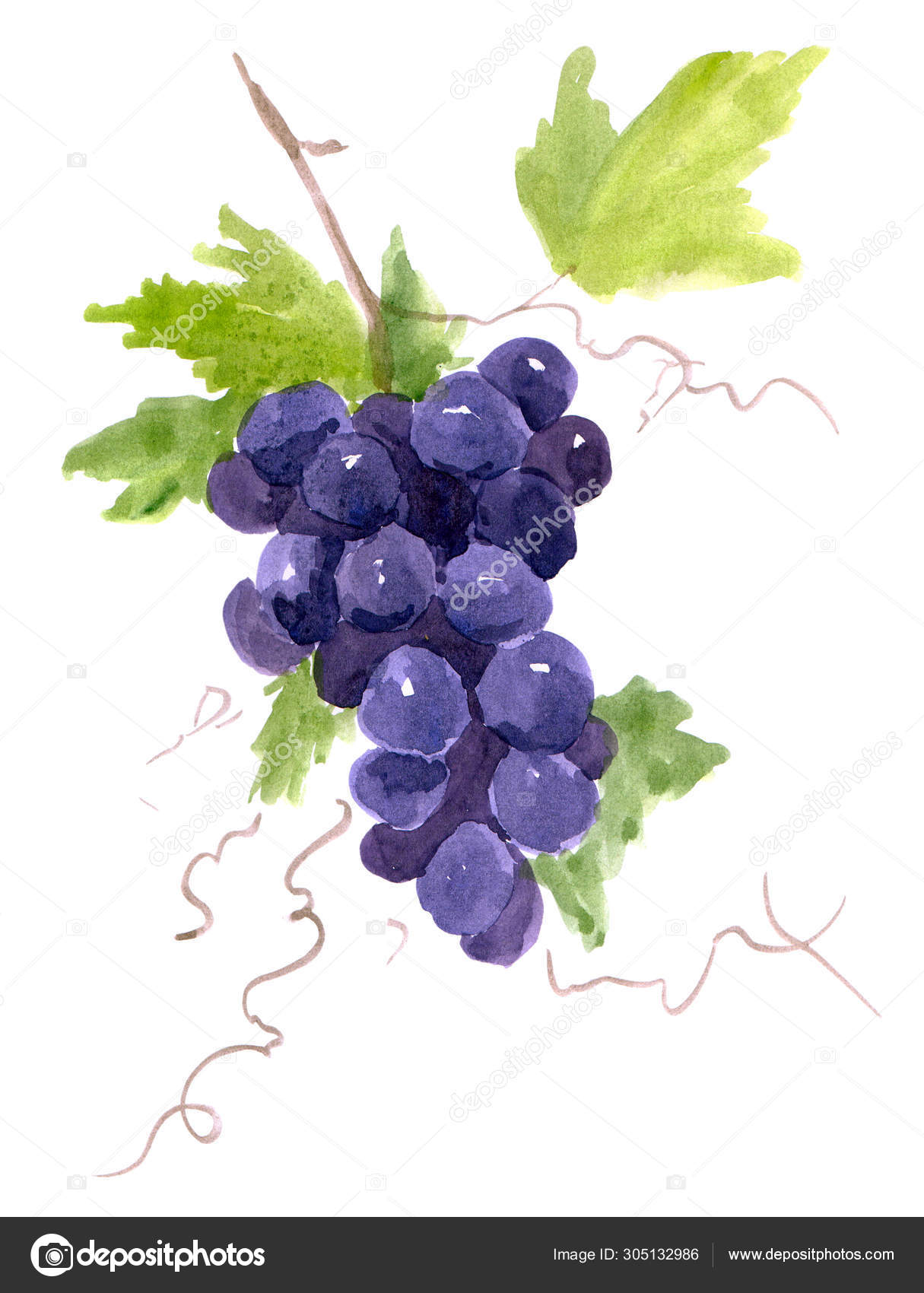 Grapes Drawing