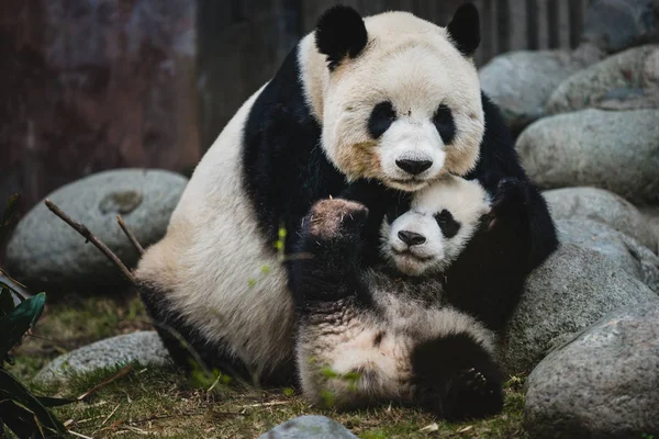Mãe panda e bebê fotos de stock, imágenes de Mãe panda e bebê sin ...