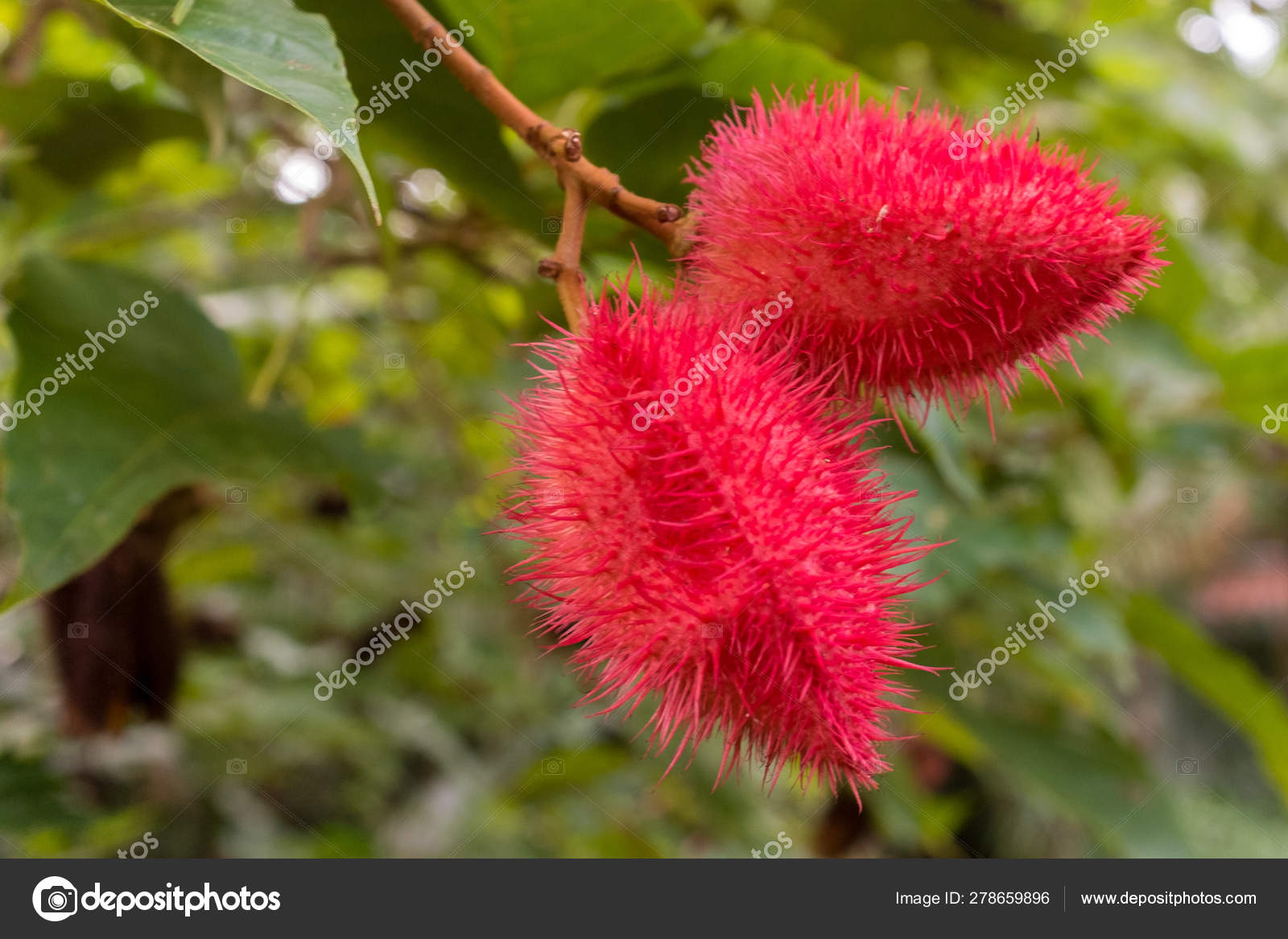 Two very bright red spiky exotic flowers that look like thistles ...